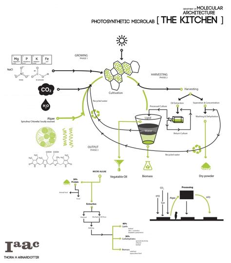 Photosynthetic MicroLab The Algae Kitchen IAAC Blog