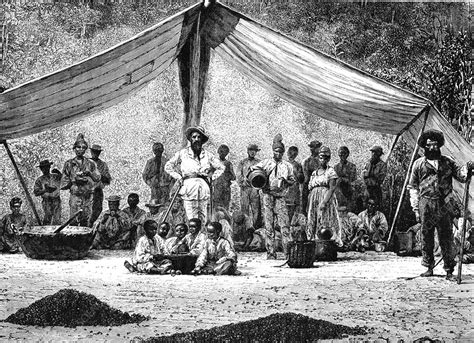 19th Century Coffee Farmers Brazil Stock Image C0288074 Science