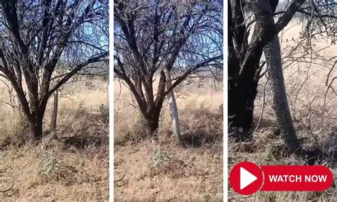 Watch Farmer Citizens React In True Sa Fashion As Python Climbs Tree Network News