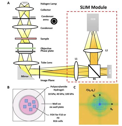 Quantitative Phase Imaging Reveals Matrix Stiffness Dependent Growth And Migration Of Cancer