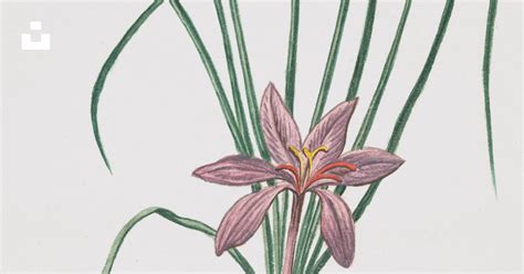 녹색 줄기가 있는 분홍색 꽃 그림 사진 Unsplash의 무료 식물 이미지