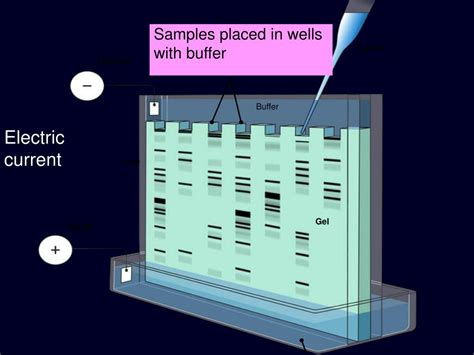 Ppt Biotechniques Powerpoint Presentation Free Download Id4874055