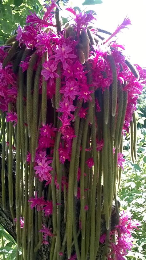 Cactus Cactus Hanging Orchid Orchids Growing Orchids