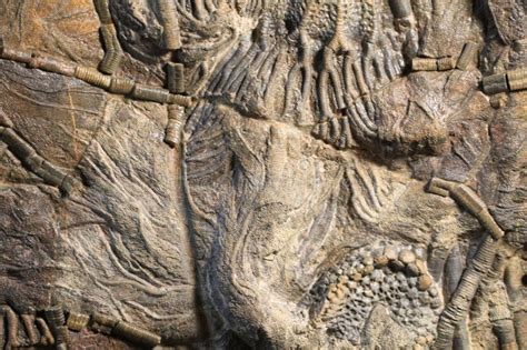 Crinoid Fossil Texture Stock Image Image Of Crinoid 278409513