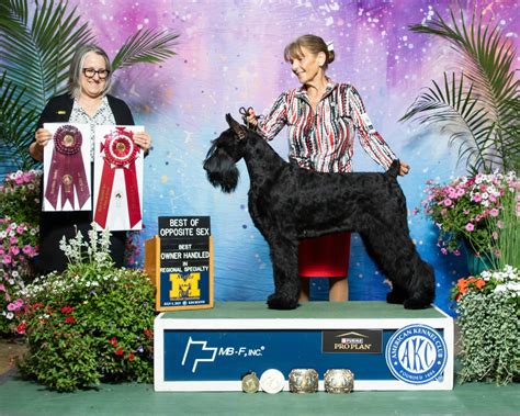 Congratulations To Nancy In Her Bama Bears Newfoundlands Facebook