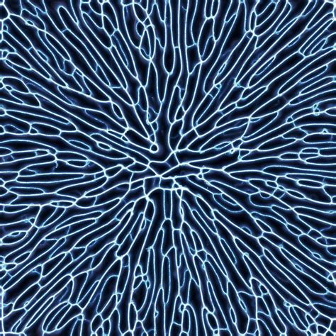 Slime Mold Georgios Cherouvim