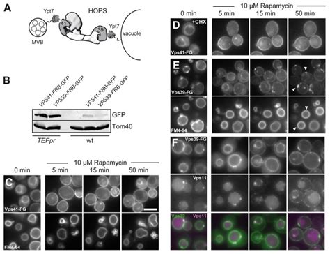 Dynamic Relocalization Of The Hops Specific Vps39 And Vps41 A Model Download Scientific