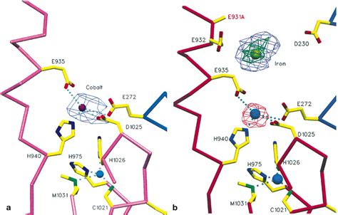 Cation Binding To Ceruloplasmin By A Co Ii And B Fe Ii In B The Red Download Scientific