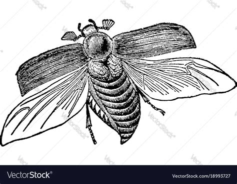 Cockchafer Vintage Royalty Free Vector Image Vectorstock