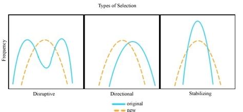 Directional Selection