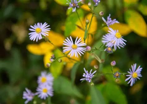 Beginners Guide To Native Asters