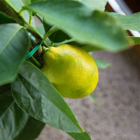 Mini Lemon Tree T Buy A Quality Dwarf Lemon Tree