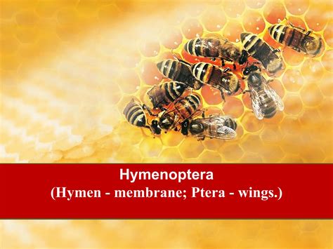 Hymenoptera A Diverse And Fascinating Orderpptx