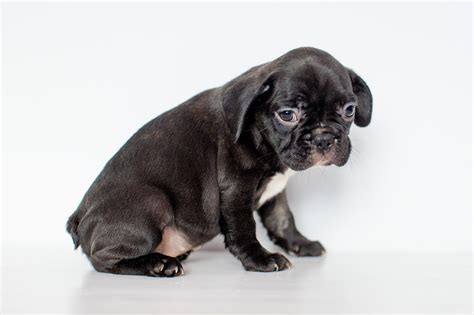 Buldogi Francuskie Hodowla by Paulina Więcek: listopada 2016