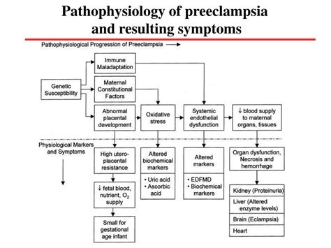 Ppt Τhe Pathophysiology Of Preeclampsia Powerpoint Presentation Free