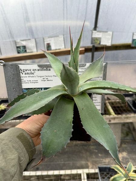 Agave Ovatifolia Vanzie Vanzie Whales Tongue Century Plant