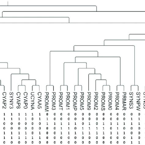 illustrative examples of gene presence absence patterns in