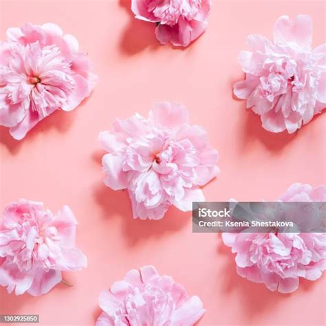 옅은 분홍색 배경에 고립 된 풀 블룸 파스텔 핑크 색상의 여러 모란 꽃의 반복 패턴 플랫 레이 상단 보기 사각형 0명에 대한 스톡 사진 및 기타 이미지 Istock
