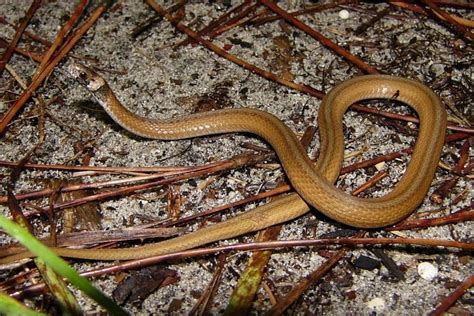 Florida Brown Snake Facts Description Diet And Pictures