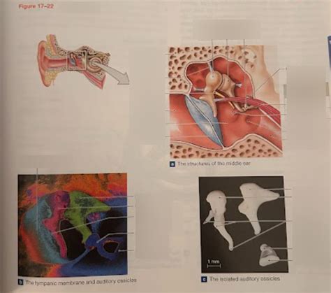 Middle Ear Diagram Quizlet