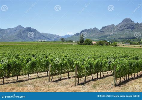 Paisagem Dos Vinhedos Perto De Franschhoek Foto De Stock Imagem De