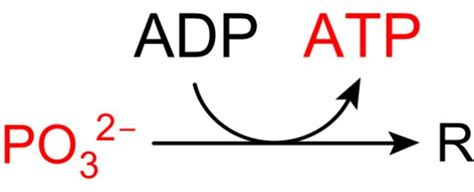 Difference Between Substrate Level Phosphorylation And Oxidative