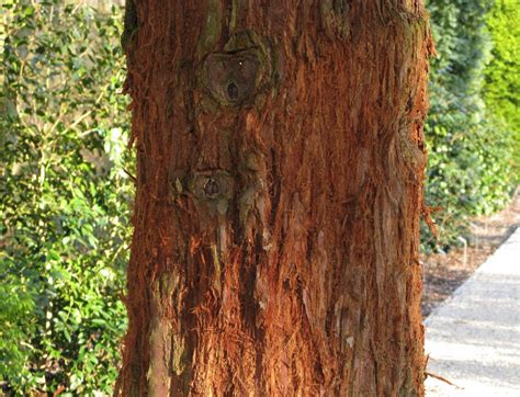 Sequoia Sempervirens Trees And Shrubs Online