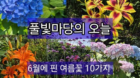 여름에 피는꽃 10가지 델피늄 사스타데이지 에키네시아 버들마편초 솔잎도라지 목수국 Youtube