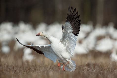 White Goose Flying
