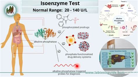 Coagulation Tests Purpose Procedure Normal Values And Interpretation