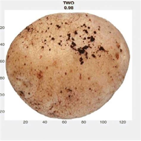 Pdf Potato Diseases Detection And Classification Using Deep Learning Methods Researchgate
