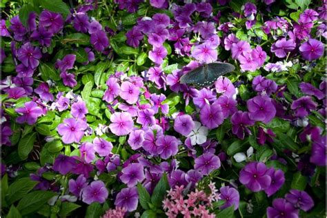13 Ground Covers With Purple Flowers