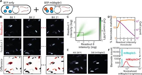 Figure 2 From High Throughput Image Based Screening Of Pooled Genetic Variant Libraries