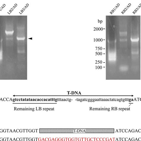 Identification Of Nucleotide Sequences Flanking The T Dna Insertion
