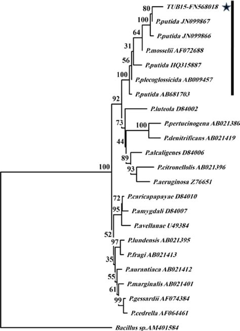 Neighbor Joining Tree Of Pseudomonas Spp Derived From The Similarities Download Scientific