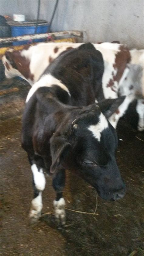 იყიდება მონთბელიარდის საფურე და ბიო ფერმა წიქარა