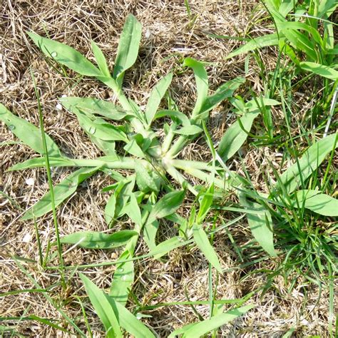 Crabgrass Control In Sweet Corn At Calvin Hartnett Blog