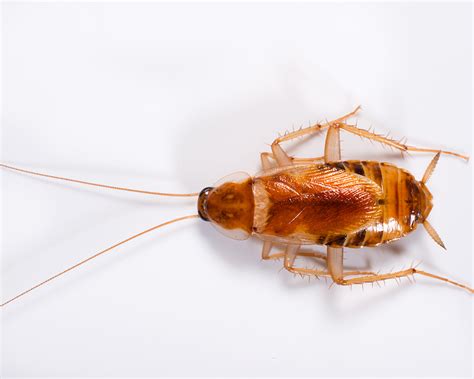 Brownbanded Cockroaches Catseye Pest Control