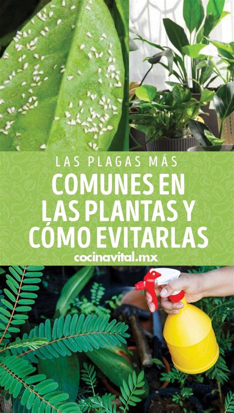 Las Plagas Más Comunes En Las Plantas Y Cómo Evitarlas Veg Garden