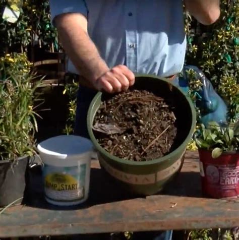 Pruning Evergreens And Early Spring Perennial Care Good Earth Garden