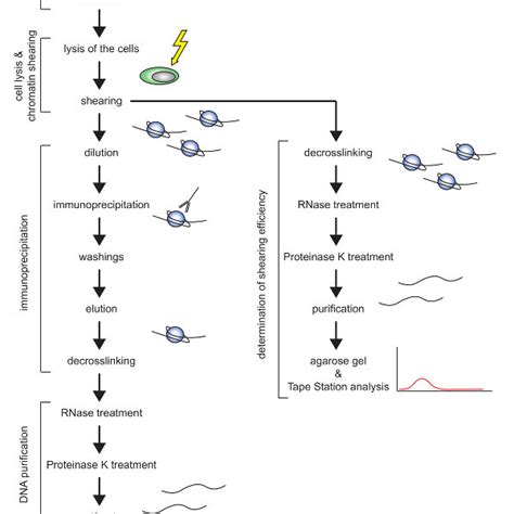 Schematic Overview Of The Chip Protocol Presented Please Click Here To