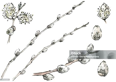 스케치 스타일의 섬세한 버드 나무 싹 꽃 잎 나뭇 가지의 수채화 일러스트 세트 흰색 배경에 고립 된 손으로 그린 우아한 꽃 개체