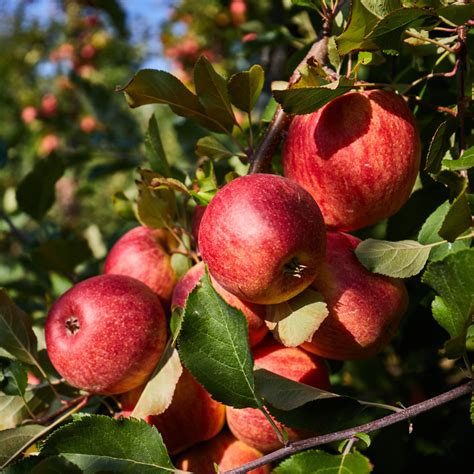 Pommier Melrose Bio à Racines Nues Magellan Bio