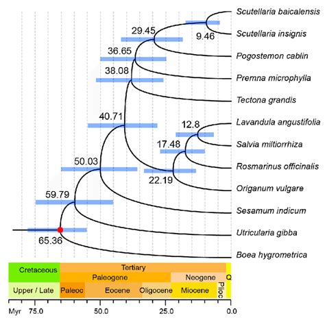 Phylogenetic Tree Reconstructed Based On Chloroplast Genome Alignments