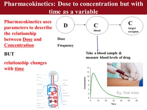 Intro To Adme Flashcards Quizlet