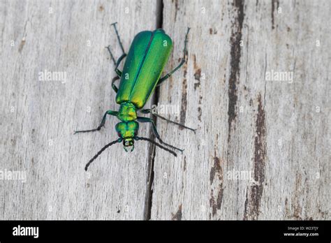 Spanische Fliege Lytta Vesicatoria Cantharis Vesicatoria Spanish Fly
