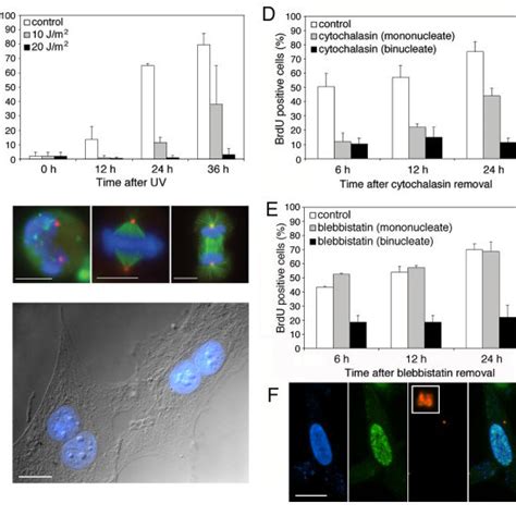 The Combination Of Double Thymidine Block And Nocodazole Treatment