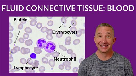 Blood Is Considered A Type Of Connective Tissue Why It Matters