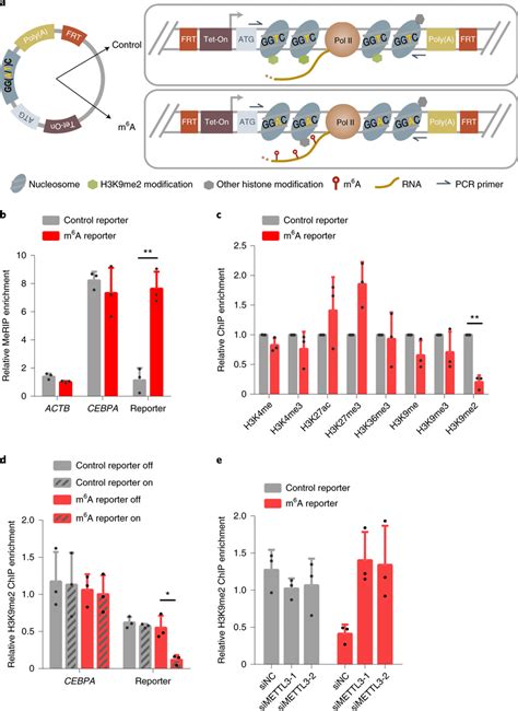 Identification Of Histone Modifications Responding To M⁶a Download