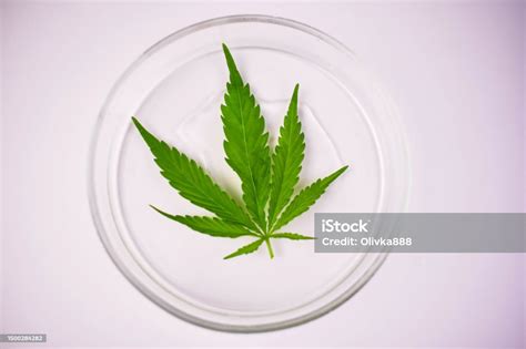 신선한 마리화나 또는 대마초 Sativa 잡초 잎은 흰색 배경에 페트리 접시에 있으며 위에서 볼 수 있습니다 0명에 대한 스톡 사진 및 기타 이미지 Istock